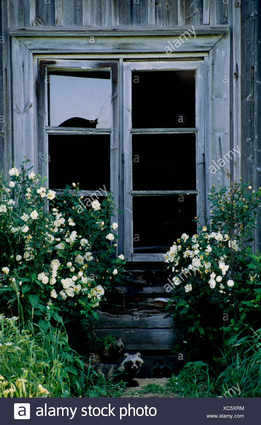 Two Raccoon High Resolution Stock Photography and Images - Alamy