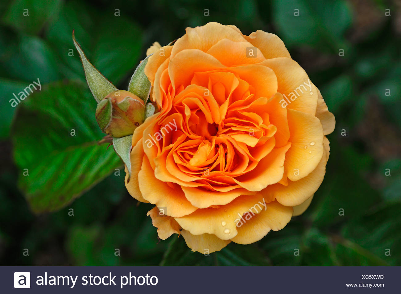 Amber Queen Rose High Resolution Stock Photography and Images - Alamy