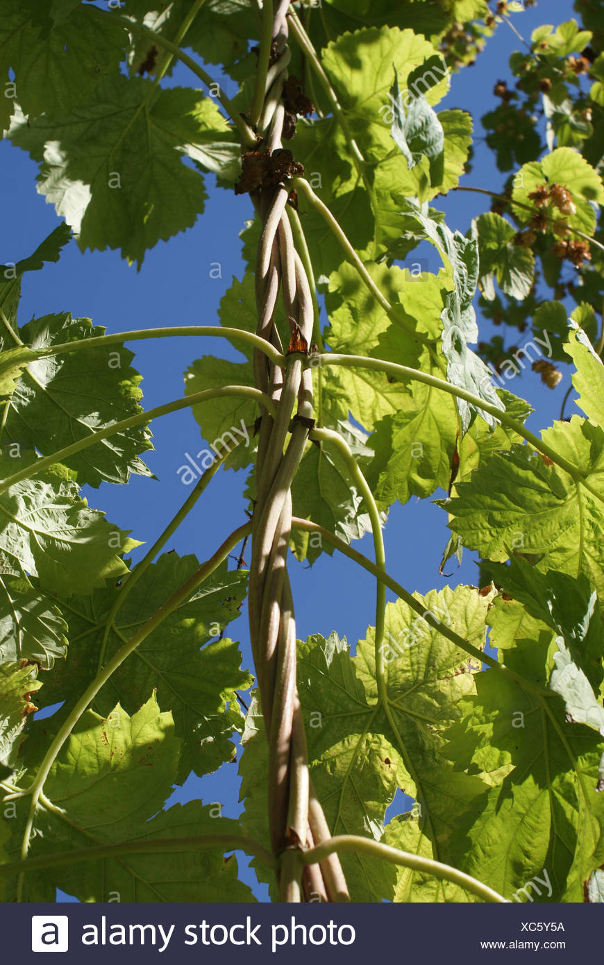 Hopfenzapfen High Resolution Stock Photography and Images - Alamy