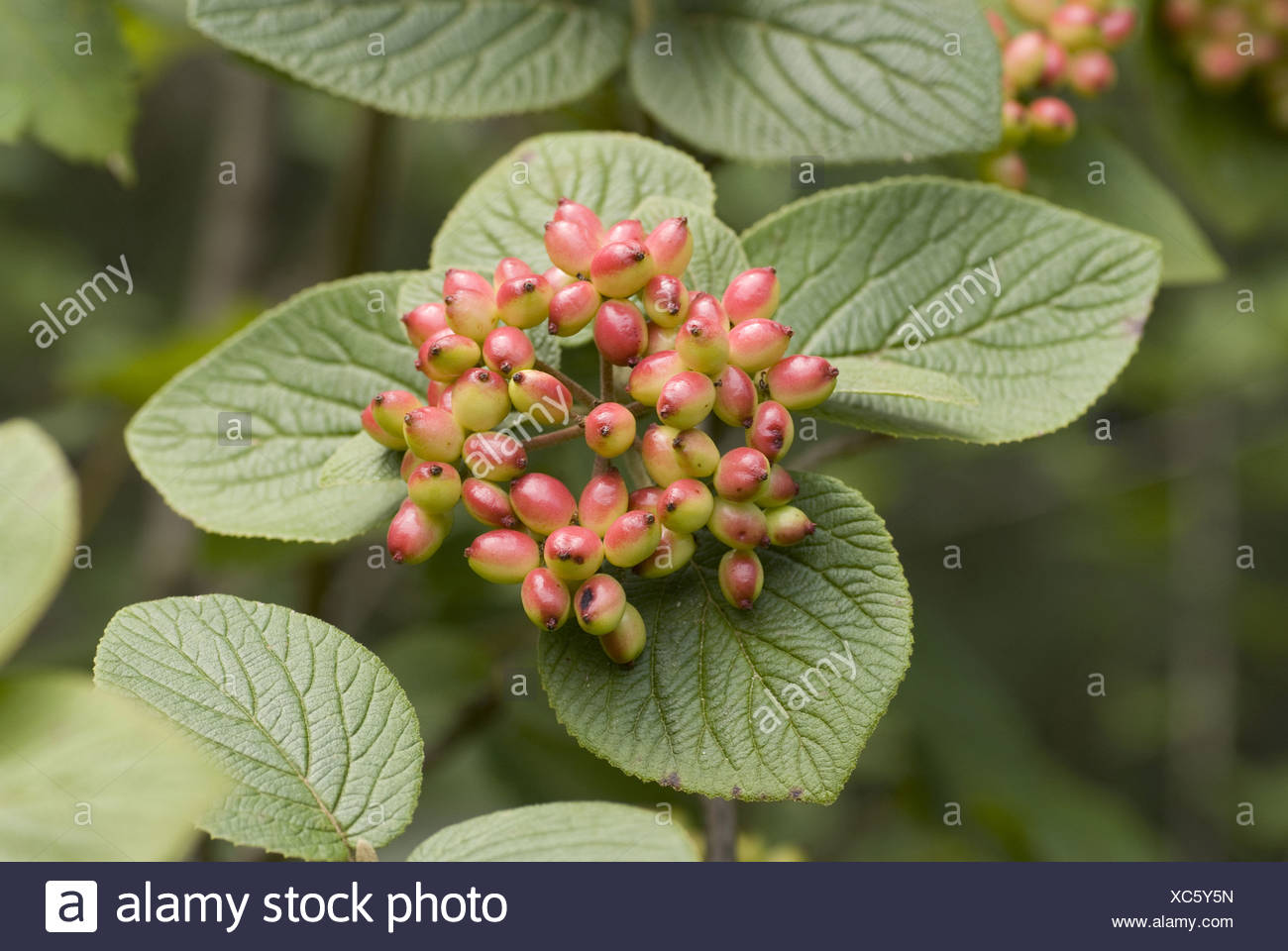 Wayfaring Tree Viburnum Lantana High Resolution Stock Photography and ...