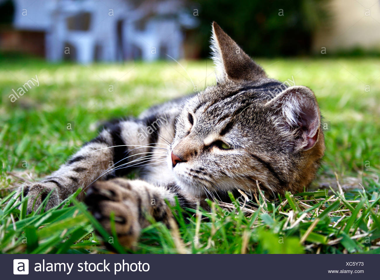 Confined Cat High Resolution Stock Photography and Images - Alamy