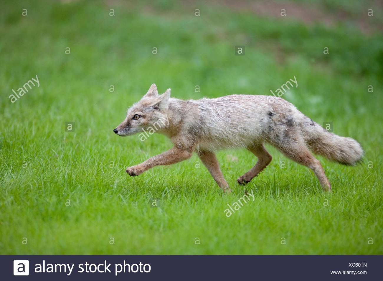 Fox Trotting High Resolution Stock Photography and Images - Alamy
