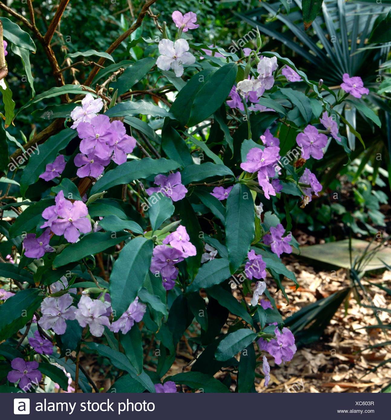 Brunfelsia Stock Photos & Brunfelsia Stock Images - Alamy