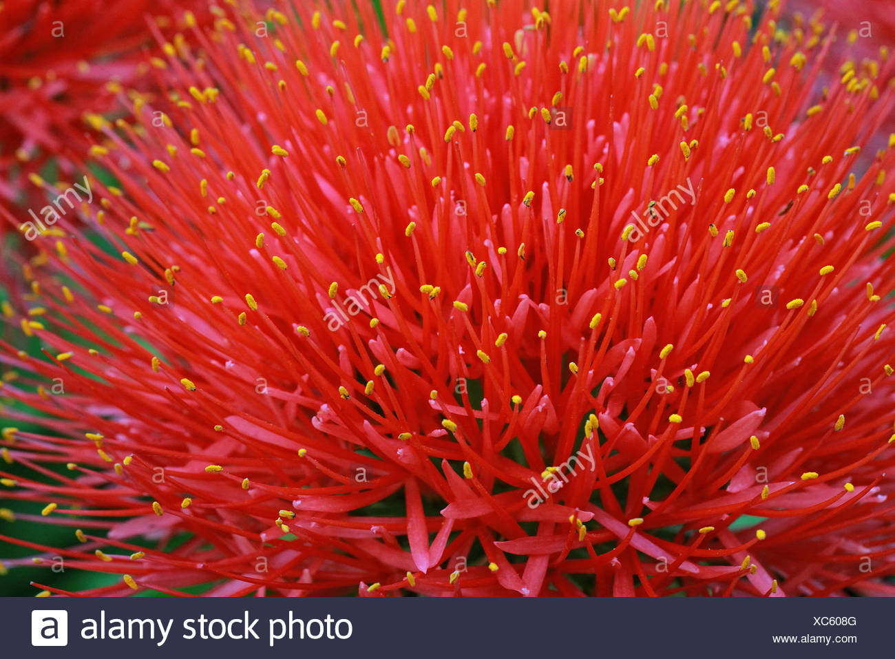 Blutblume High Resolution Stock Photography and Images - Alamy