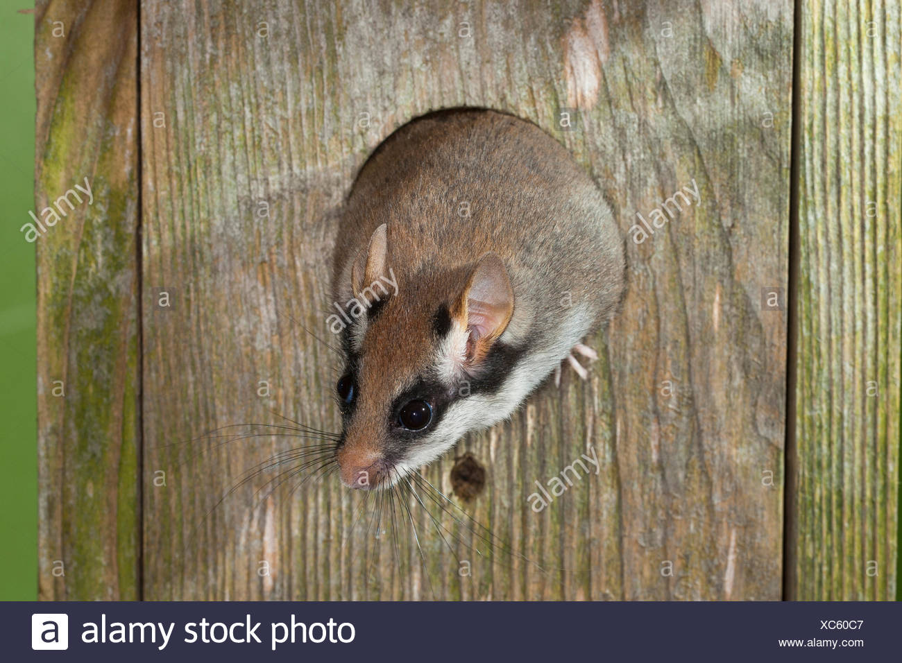 Dormouse Of Europe High Resolution Stock Photography and Images - Alamy