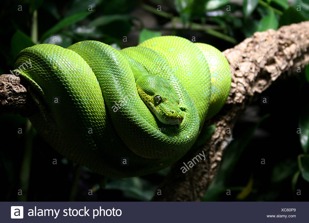 Green Snake High Resolution Stock Photography and Images - Alamy