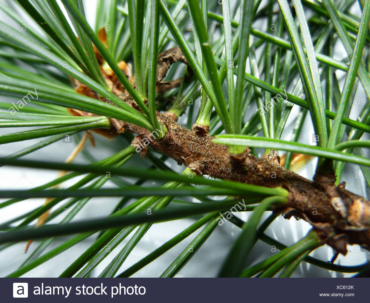Korean Pine Pinus Koraiensis High Resolution Stock Photography and ...