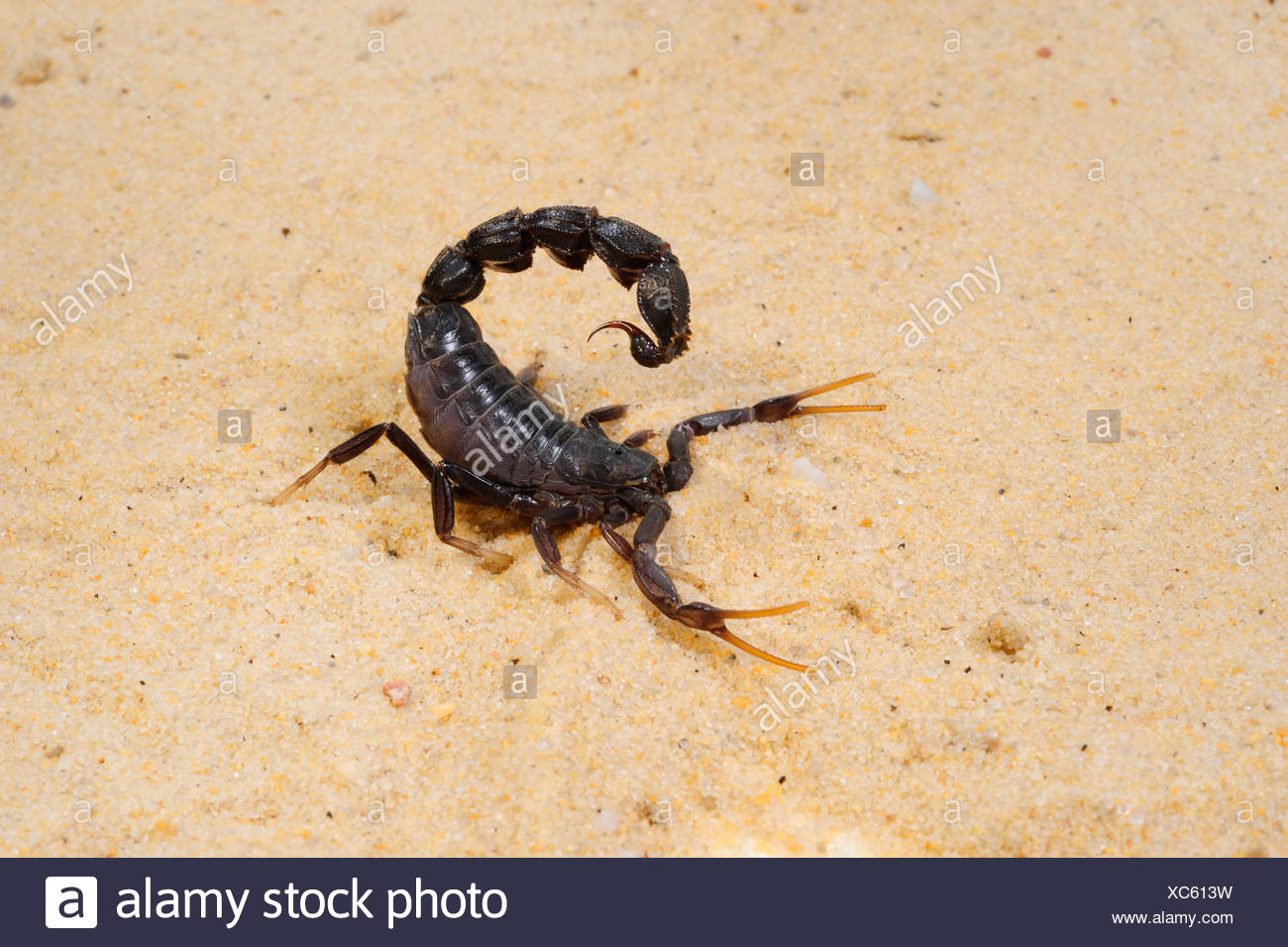 Black Fat Tailed Scorpion High Resolution Stock Photography and Images ...