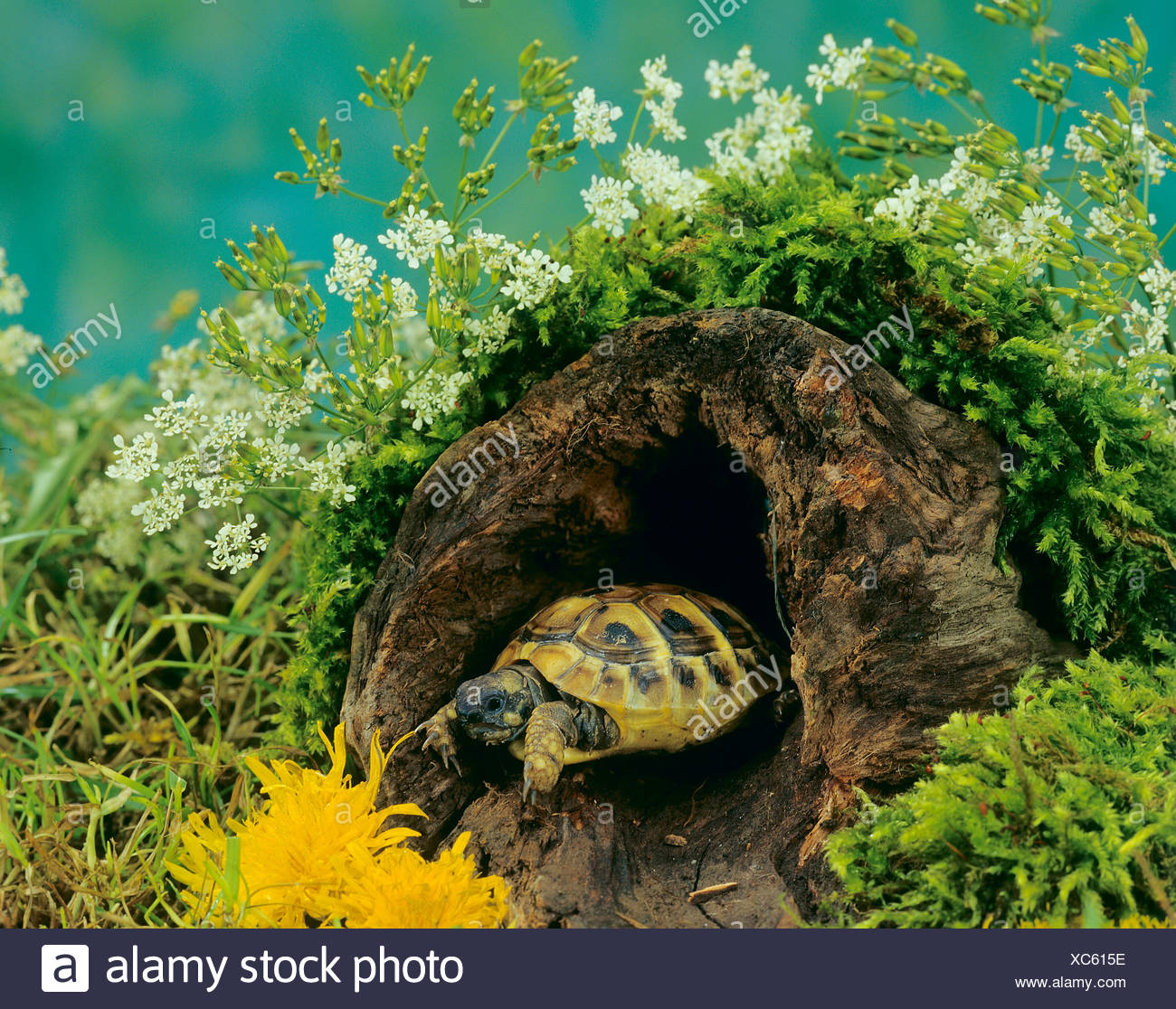 Tortoise Cave High Resolution Stock Photography and Images - Alamy