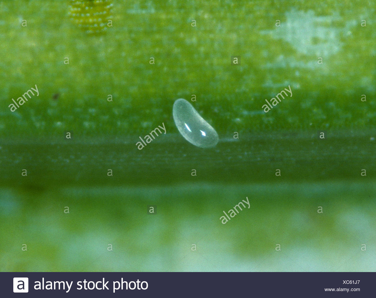 Western Flower Thrip Frankliniella Occidentalis High Resolution Stock ...