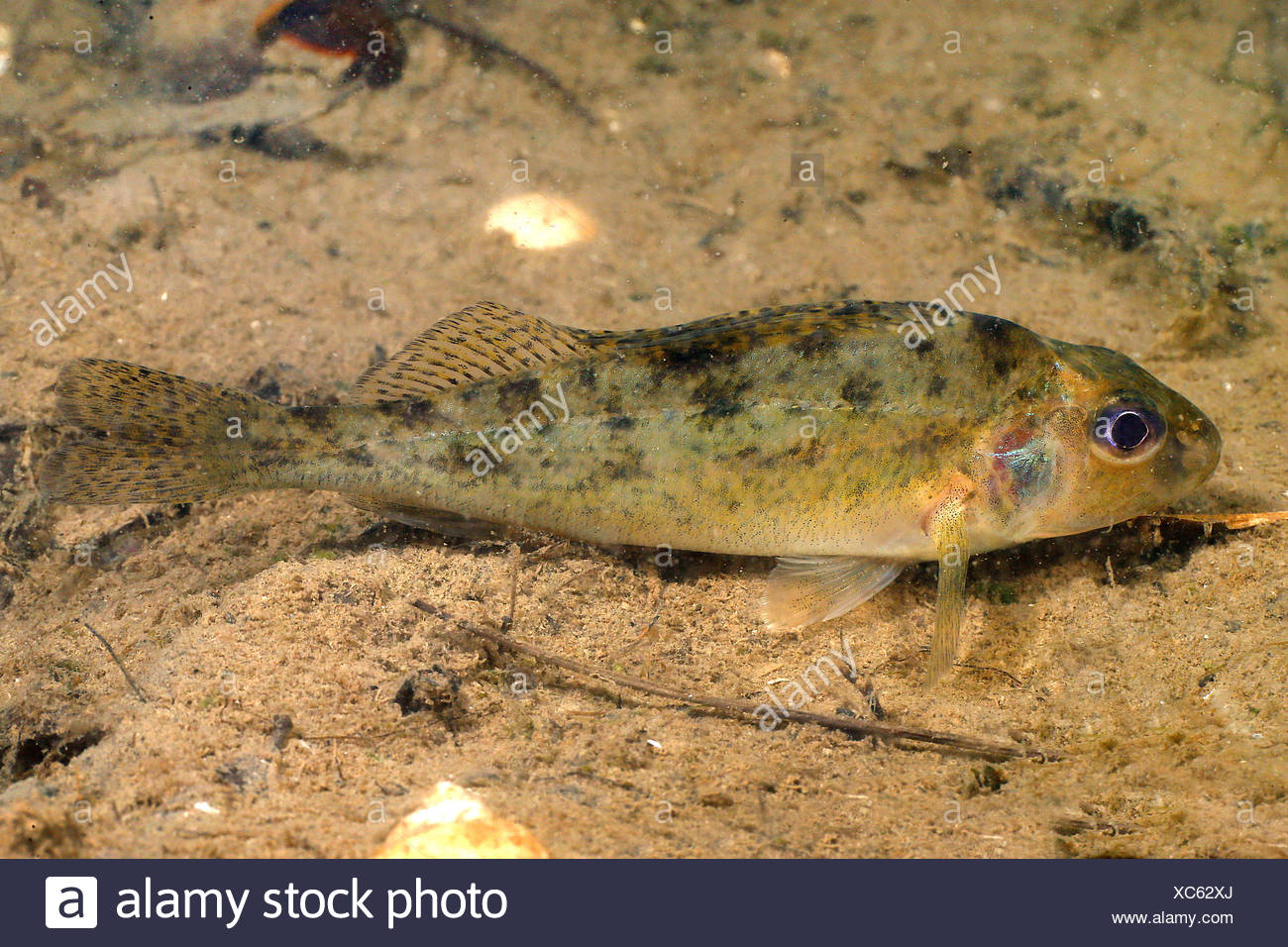 Gymnocephalus Cernua Stock Photos & Gymnocephalus Cernua Stock Images ...