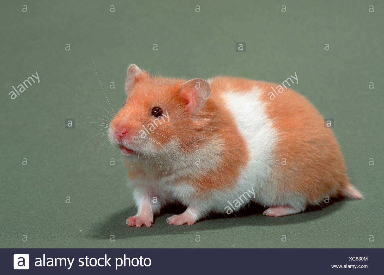 Golden Hamster High Resolution Stock Photography and Images - Alamy