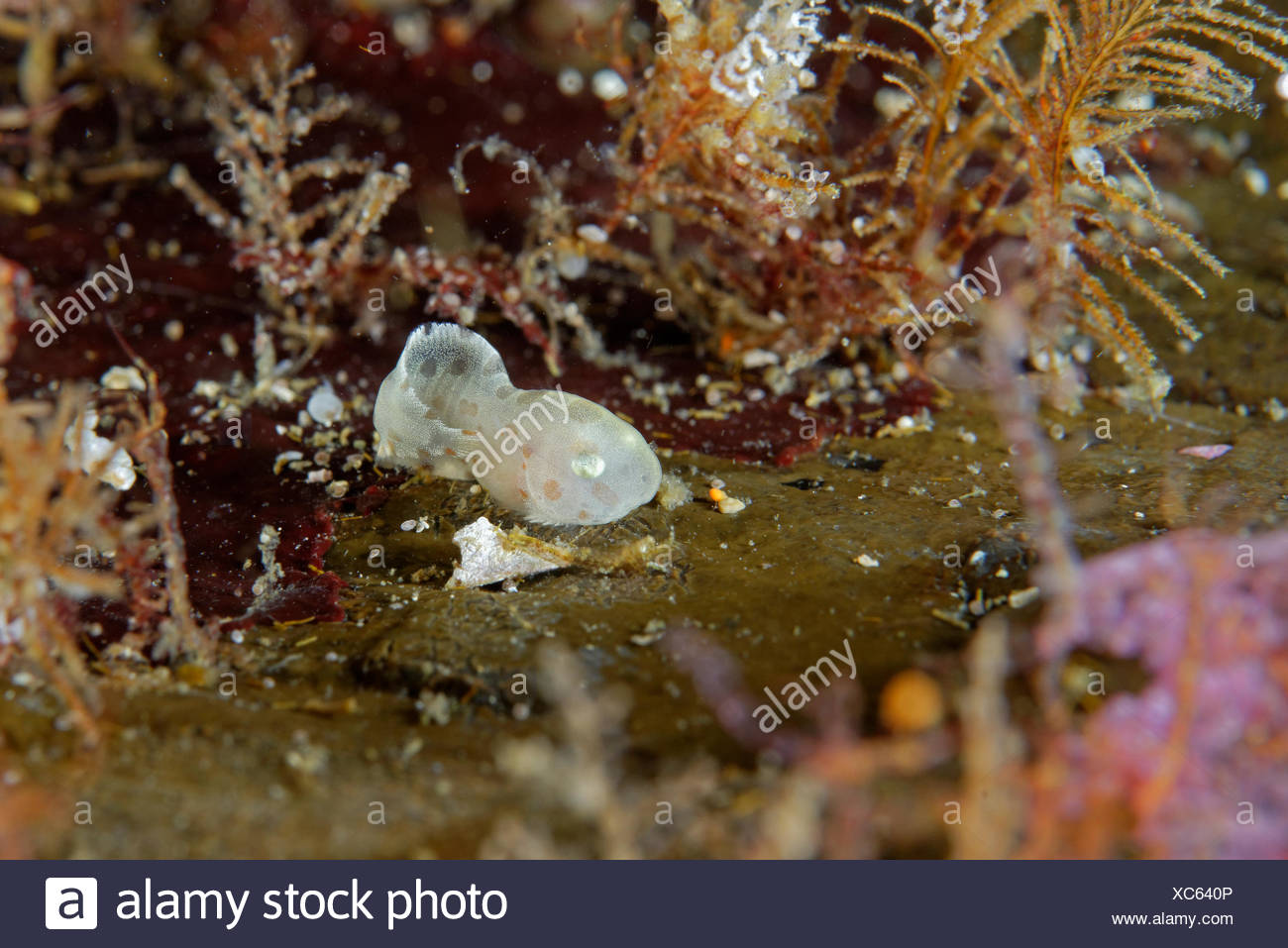 Liparidae Stock Photos & Liparidae Stock Images - Alamy