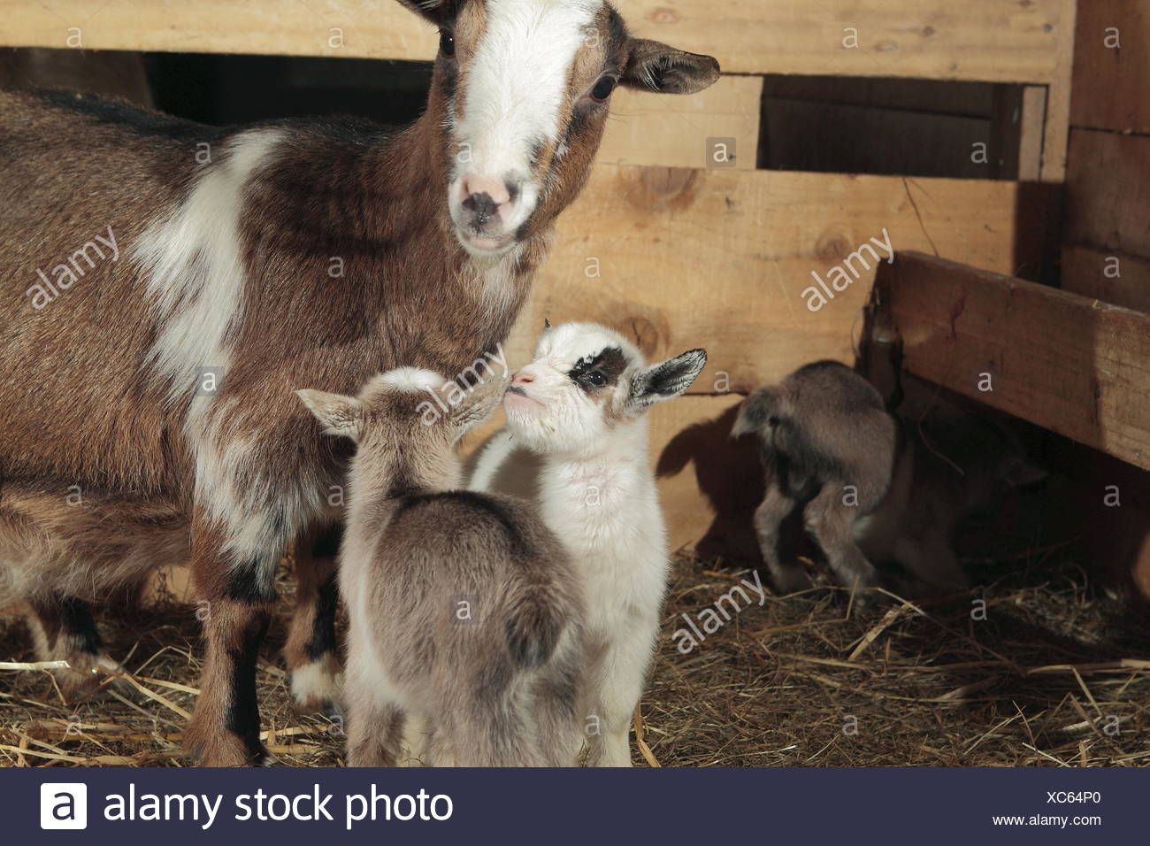 Miniature Goat High Resolution Stock Photography and Images - Alamy
