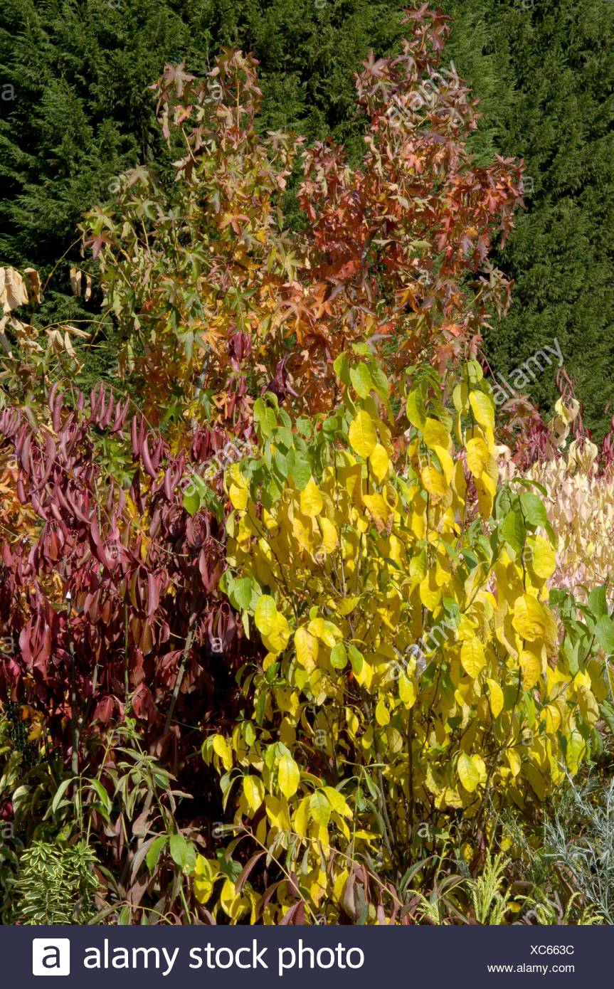 Euonymus Fall Color High Resolution Stock Photography and Images - Alamy
