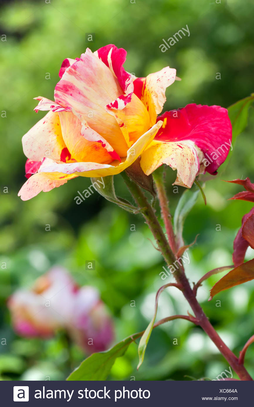 Rosita Missoni High Resolution Stock Photography and Images - Alamy