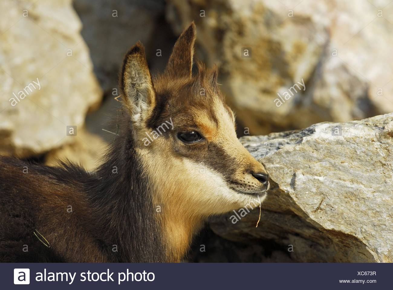 Chamoises High Resolution Stock Photography and Images - Alamy