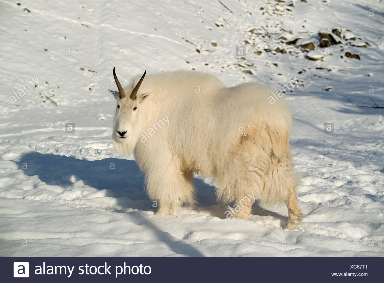 Mountain Goat Animal Snow Winter Canada White Stock Photos & Mountain ...
