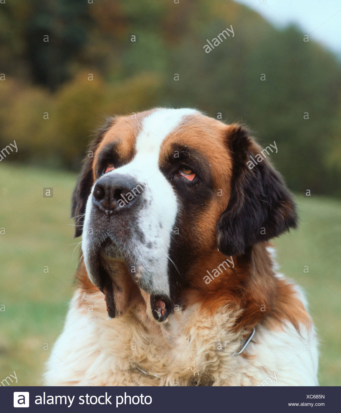 St Bernard Dog Stock Photos & St Bernard Dog Stock Images - Alamy