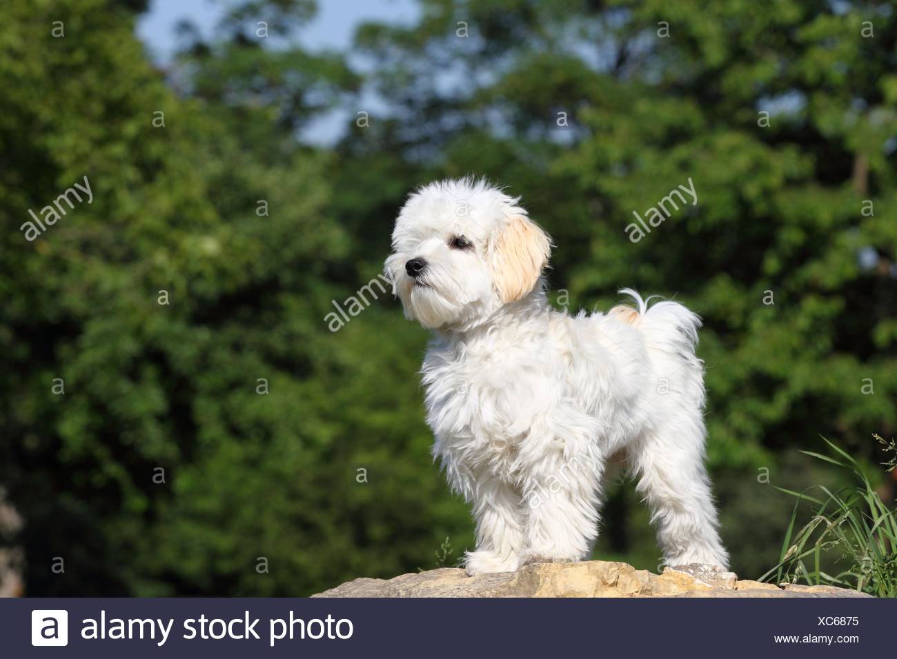 Maltipoos High Resolution Stock Photography and Images - Alamy