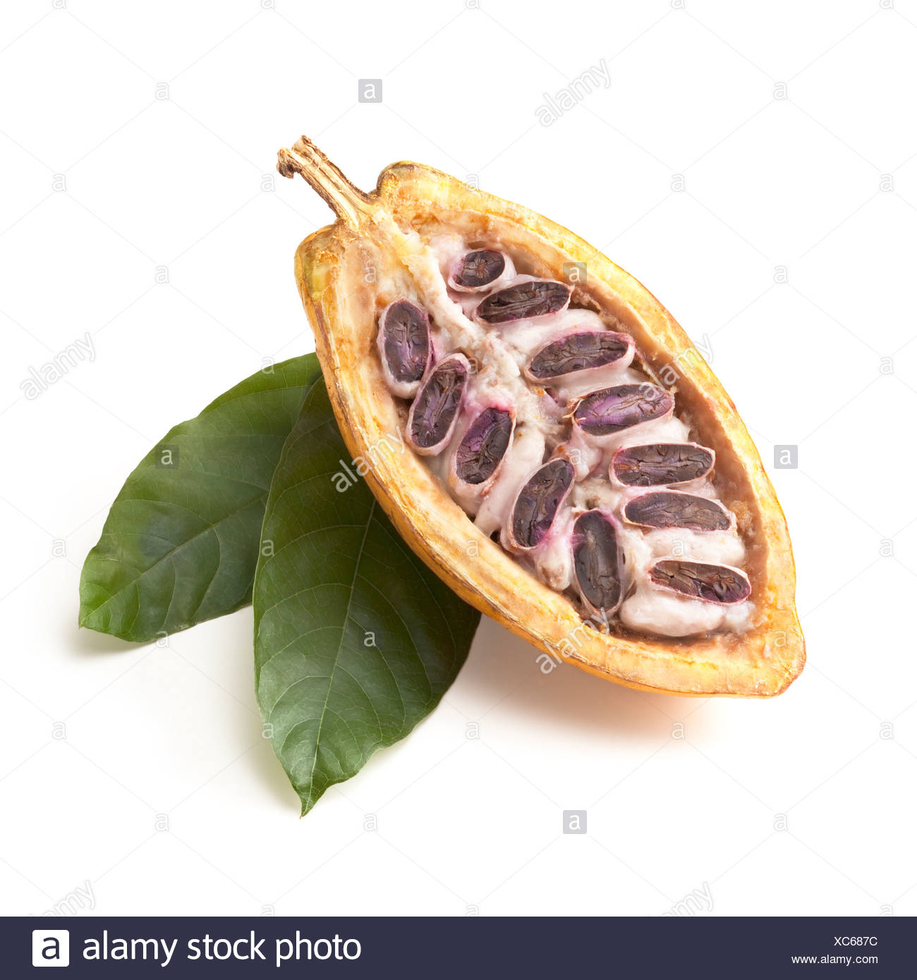 Large Cocoa Pod High Resolution Stock Photography and Images - Alamy