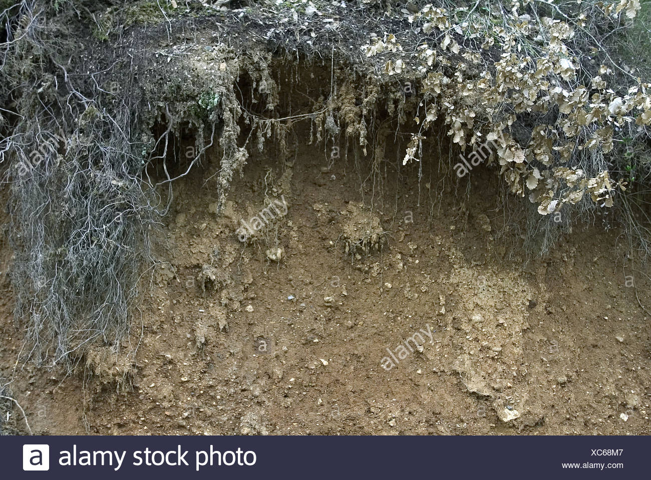 Soil Cross Section Humus High Resolution Stock Photography and Images ...