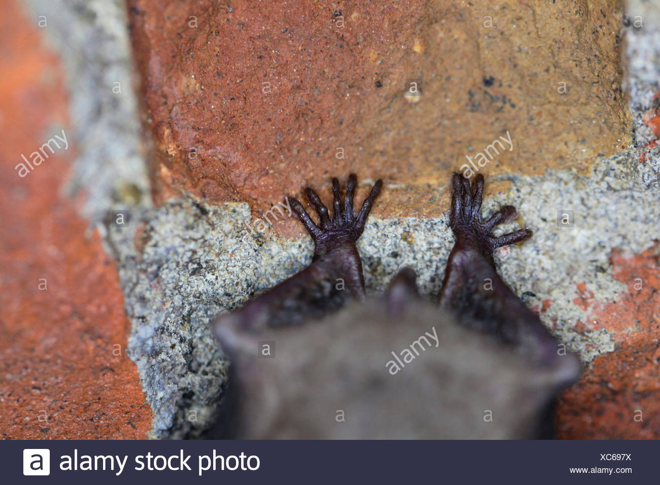 Large Feet High Resolution Stock Photography and Images - Alamy
