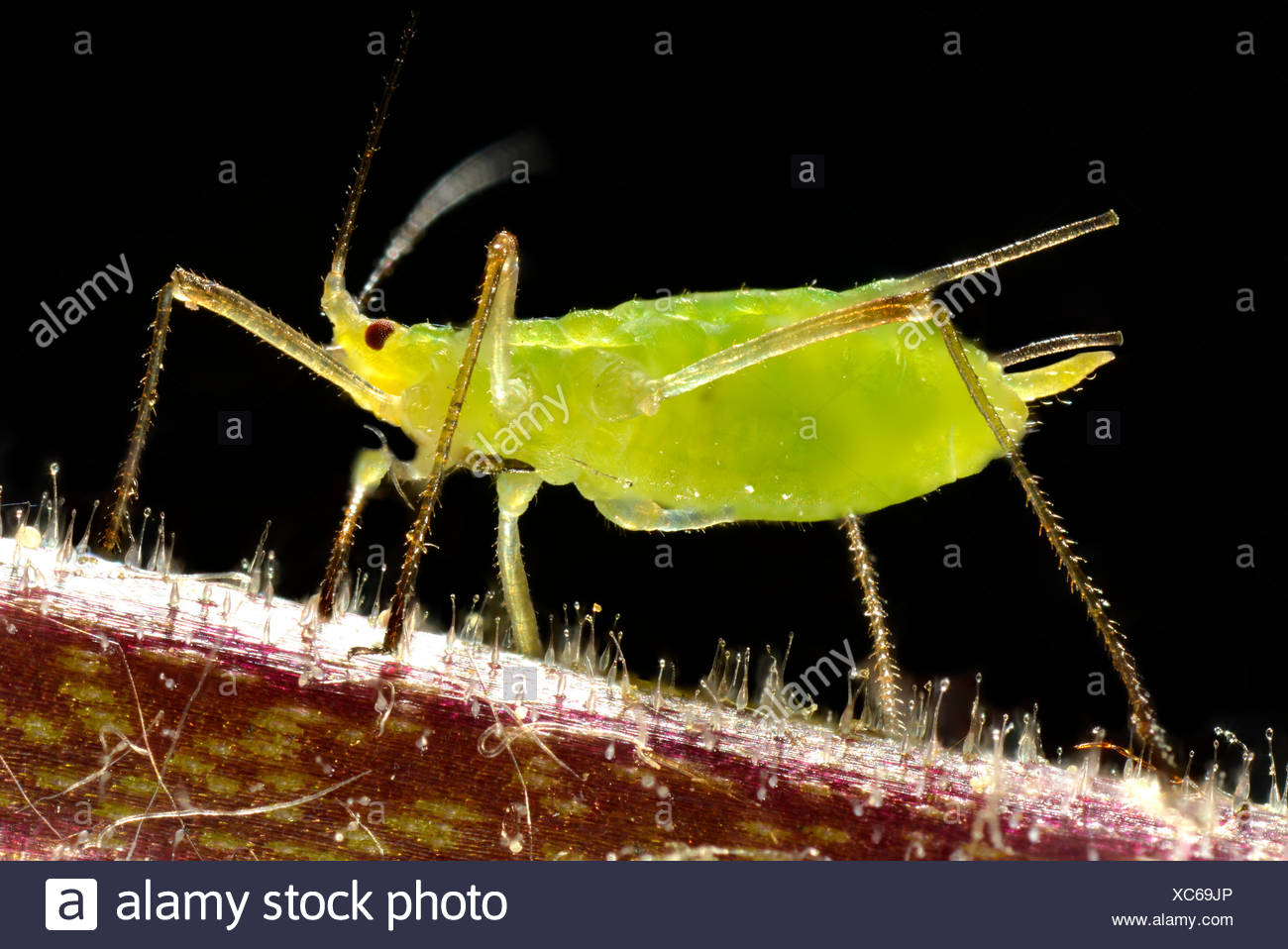Pea Aphid Acyrthosiphon Pisum Stock Photos & Pea Aphid Acyrthosiphon ...