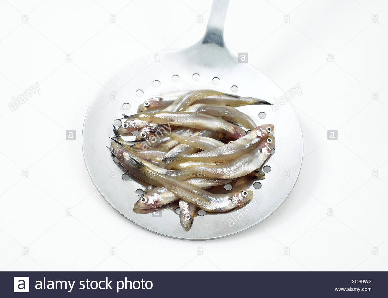 Osmerus High Resolution Stock Photography and Images - Alamy