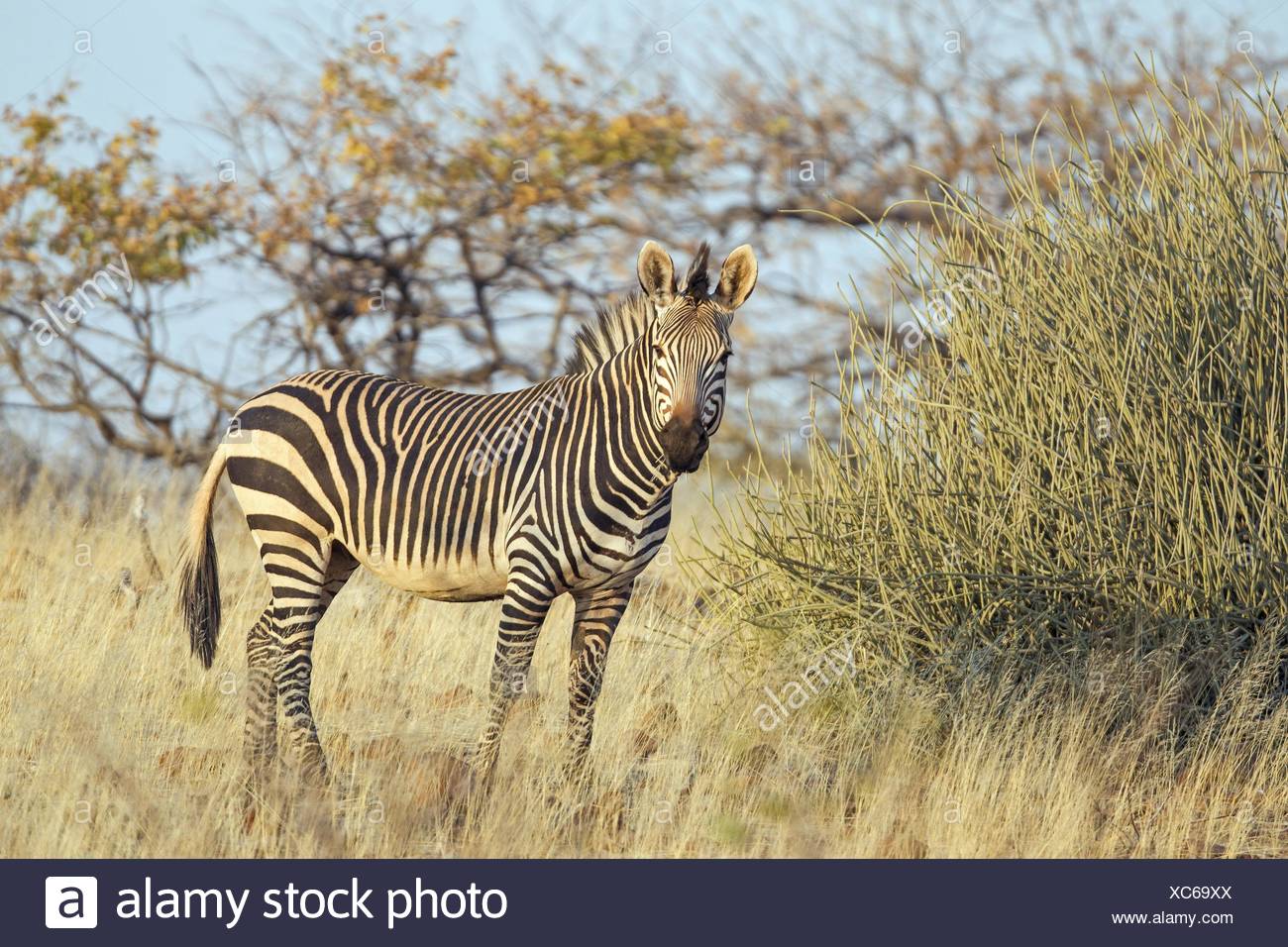 Hartmanns Mountain Zebra High Resolution Stock Photography and Images ...