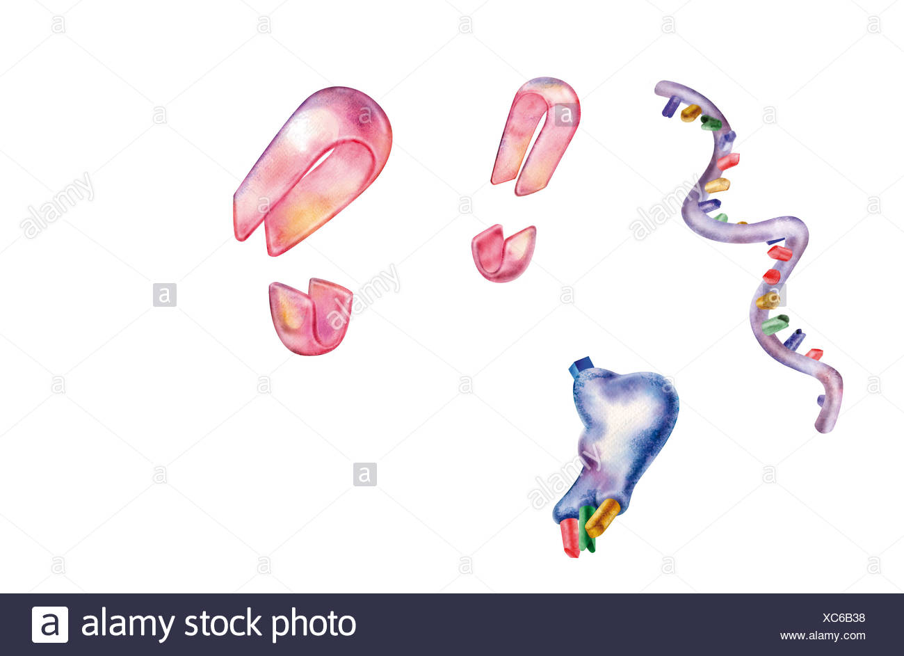 Rna Synthesis High Resolution Stock Photography and Images - Alamy