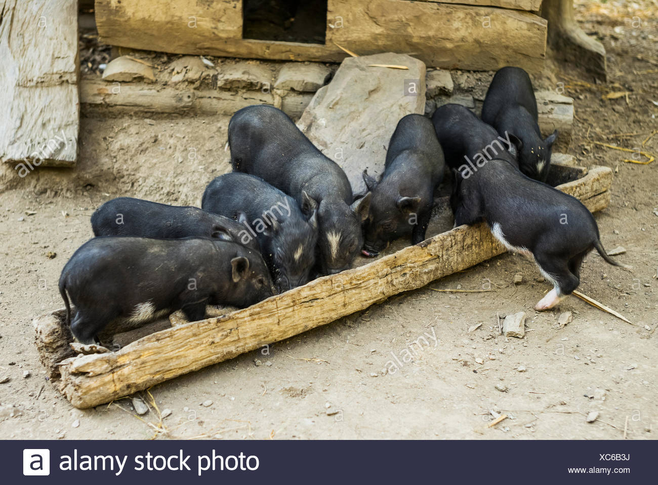 Trough Pig Farm Stock Photos & Trough Pig Farm Stock Images - Alamy