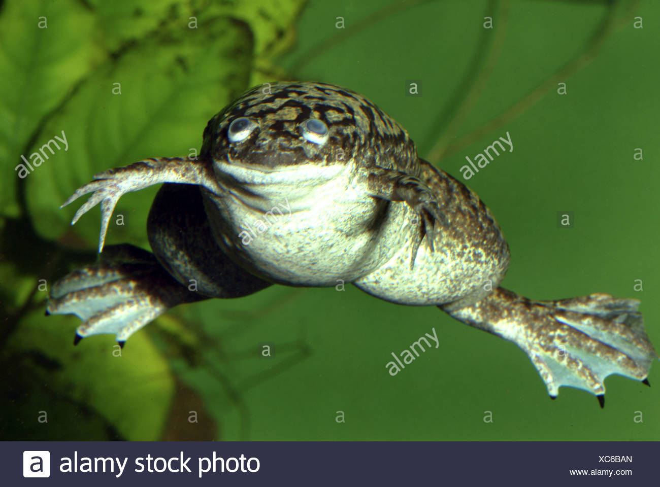 African Clawed Frogs High Resolution Stock Photography and Images - Alamy