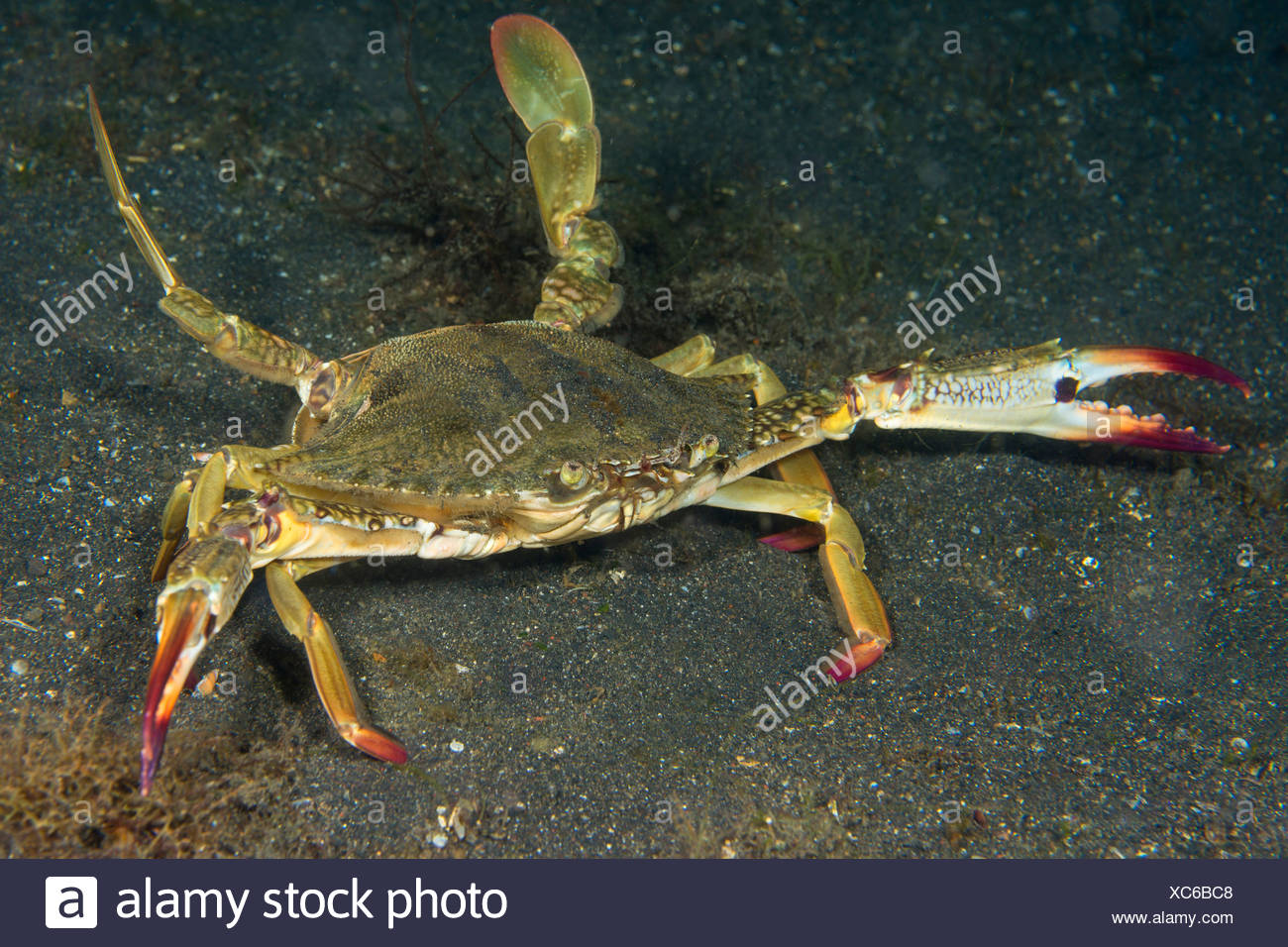 Crab Portunus Pelagicus High Resolution Stock Photography and Images ...