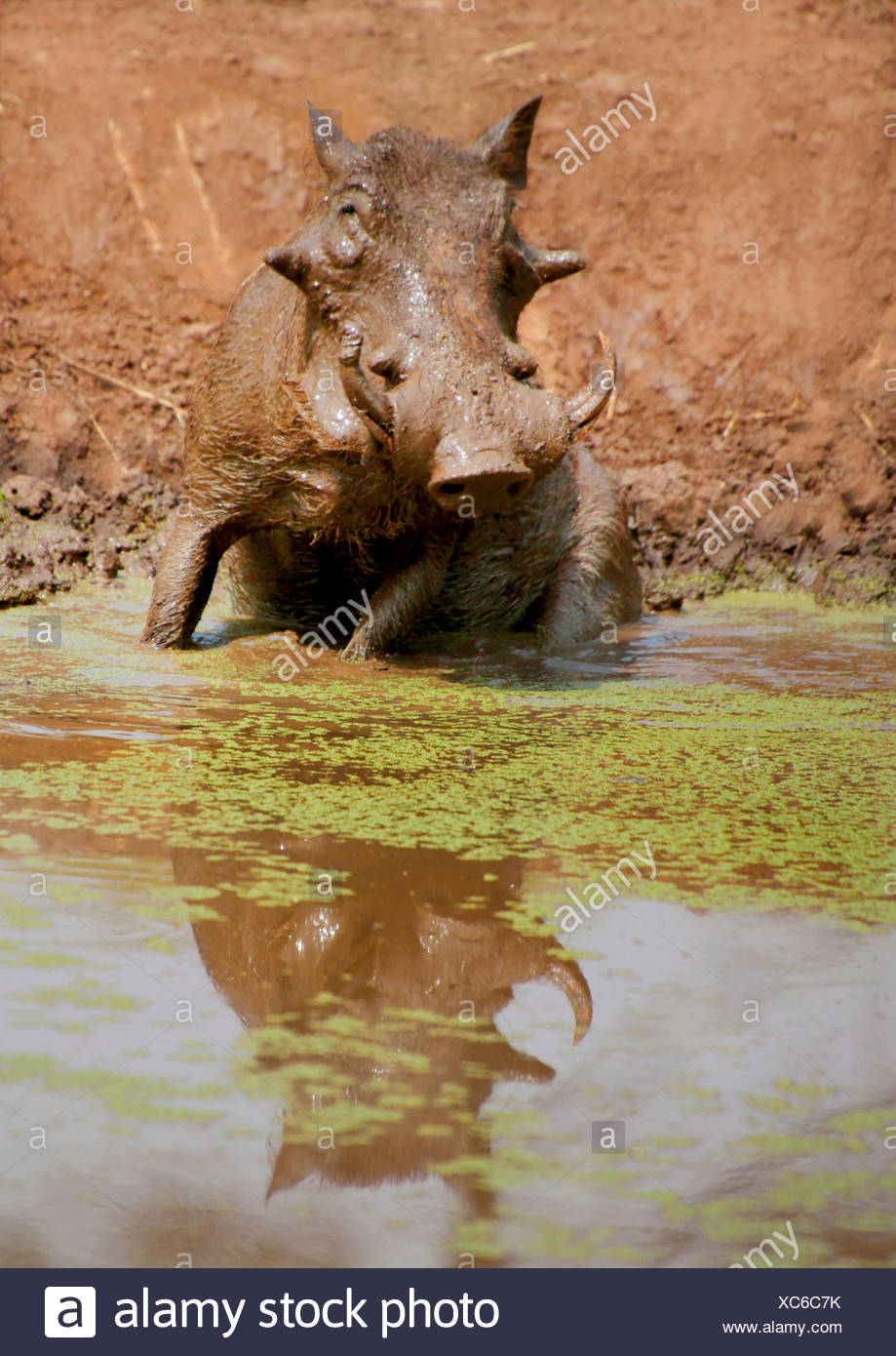 Warthog At The Water Hole High Resolution Stock Photography and Images ...