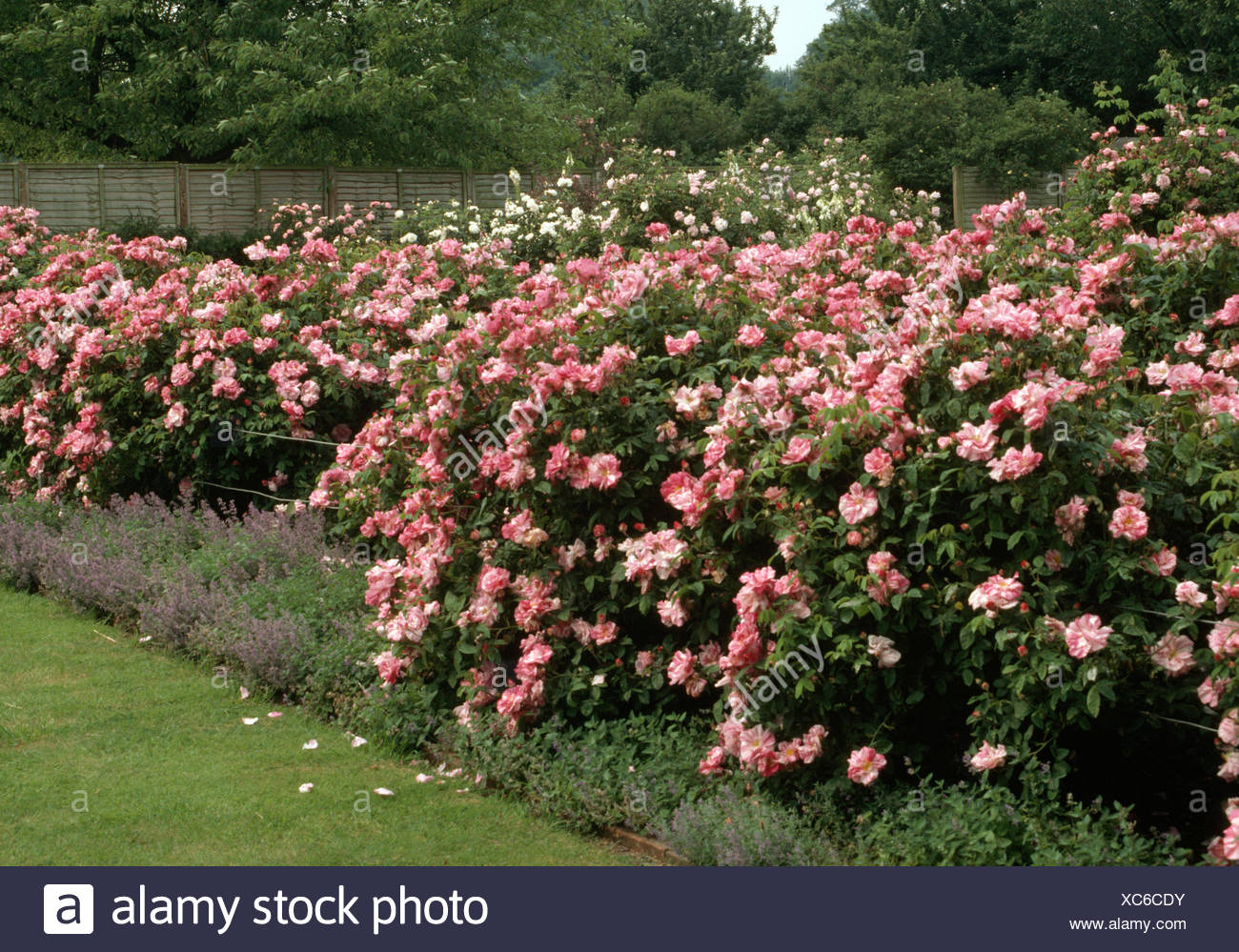 Rose Hedge High Resolution Stock Photography and Images - Alamy