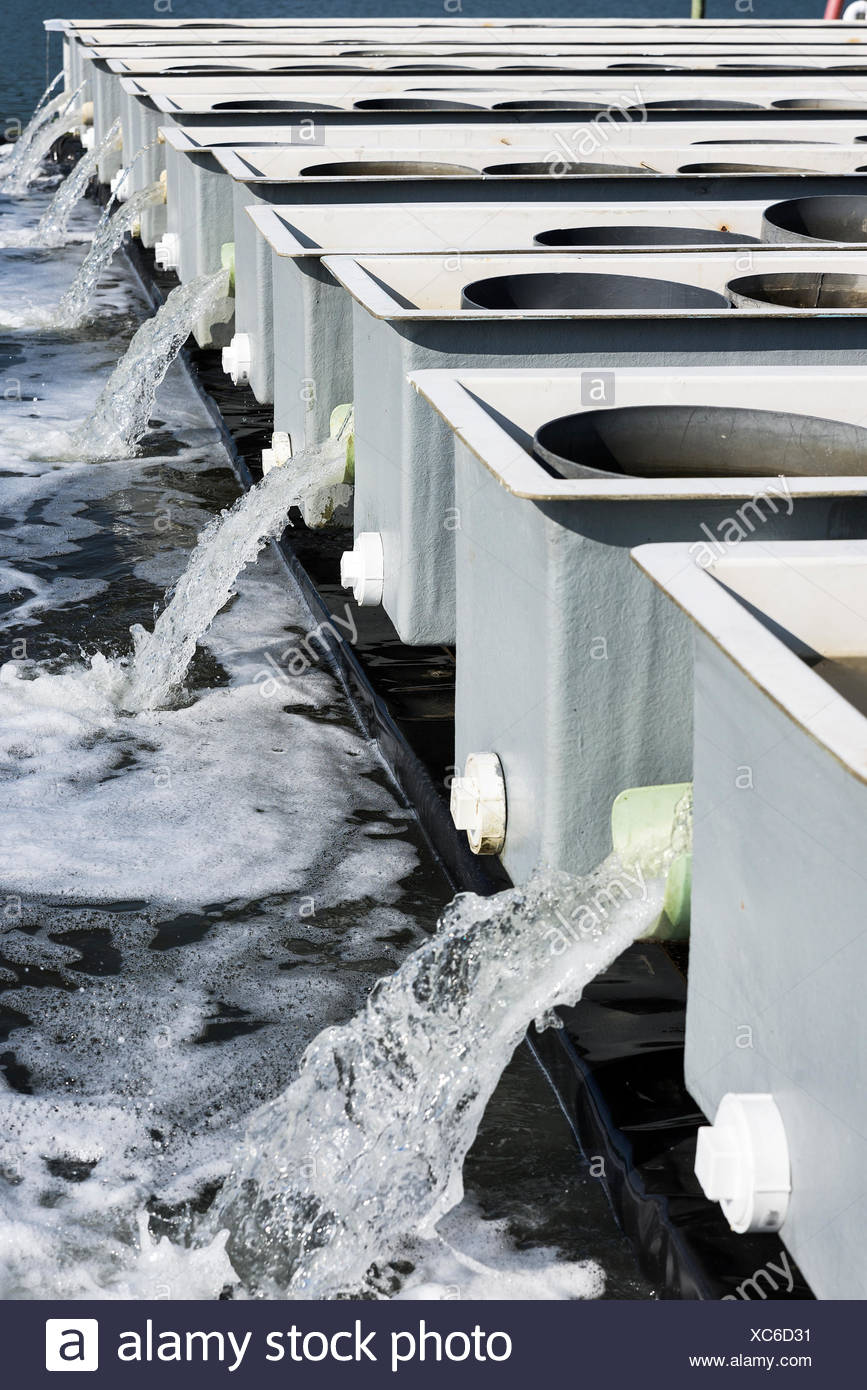 Oyster Nursery High Resolution Stock Photography and Images - Alamy