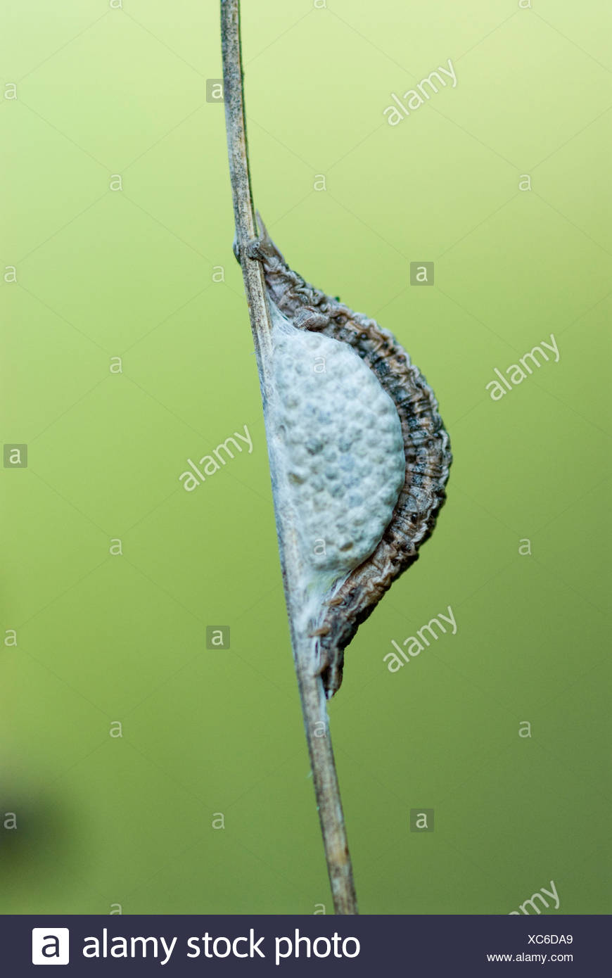 Geometridae Larvae High Resolution Stock Photography and Images - Alamy