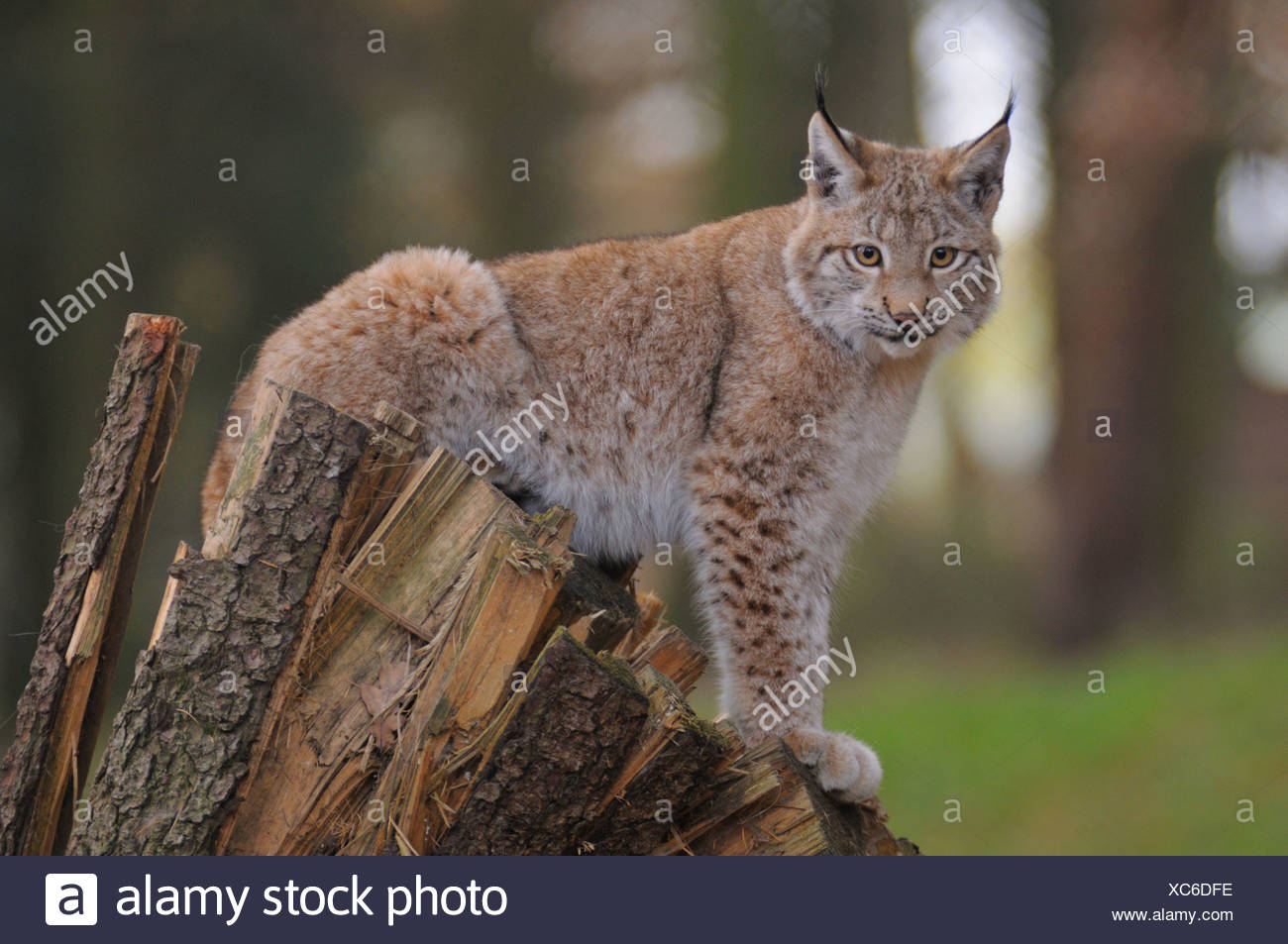 Eurasian Lynx Lynx Lynx Climbing Stock Photos & Eurasian Lynx Lynx Lynx ...