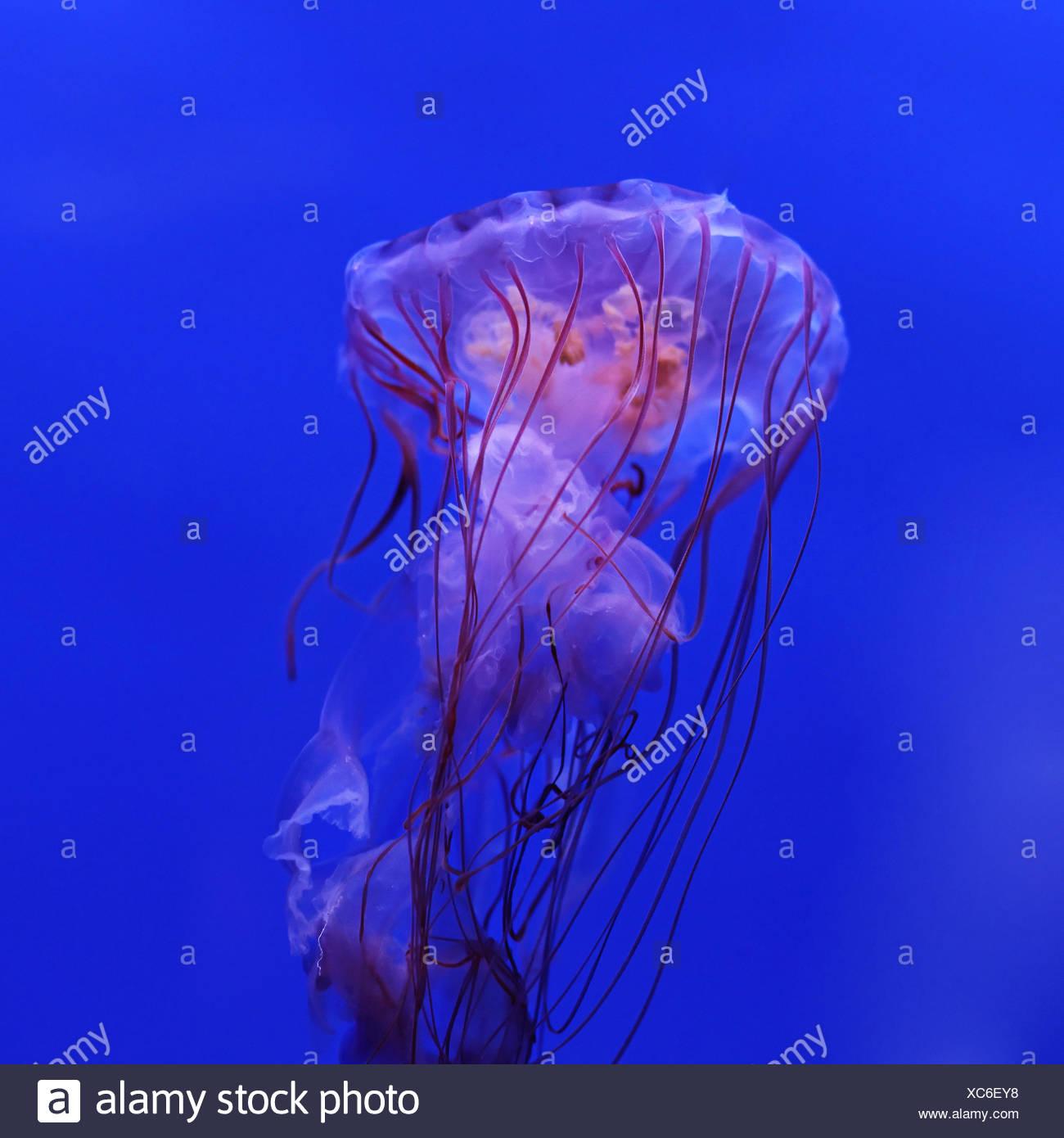 Jellyfish Purple Stock Photos & Jellyfish Purple Stock Images - Alamy
