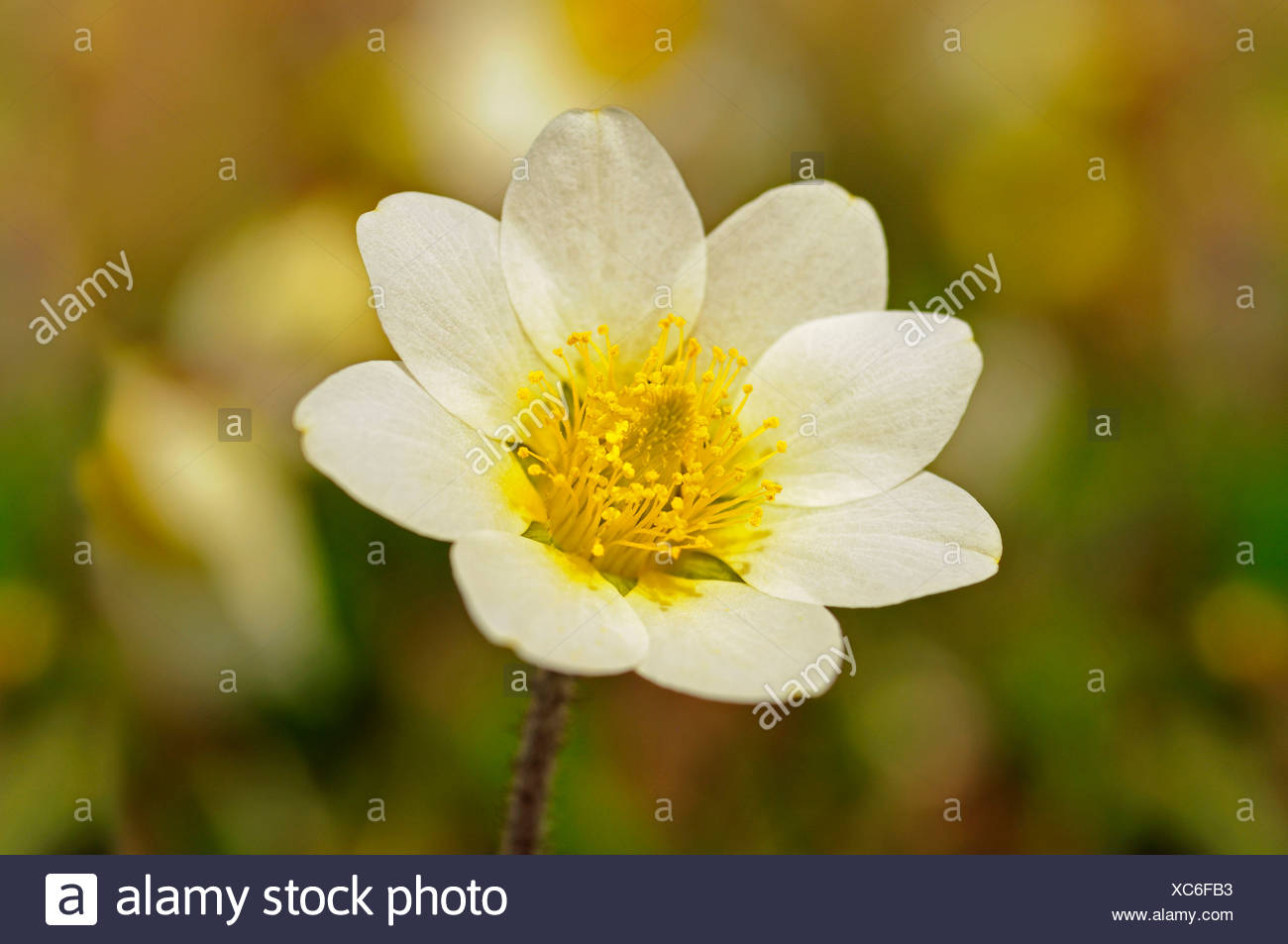 Iceland National Flower High Resolution Stock Photography and Images ...