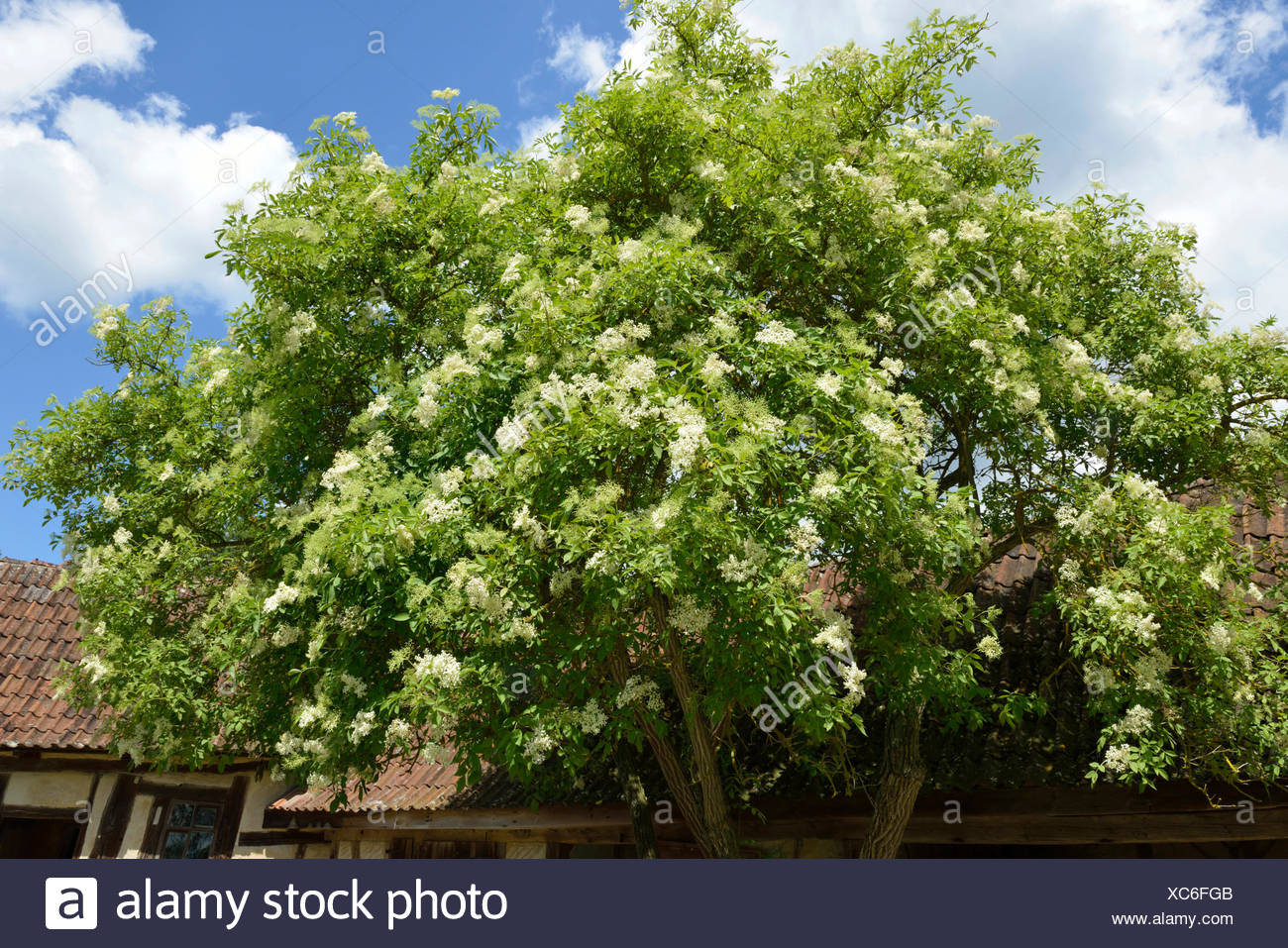 Sambucus Nigra Common Elder High Resolution Stock Photography and ...