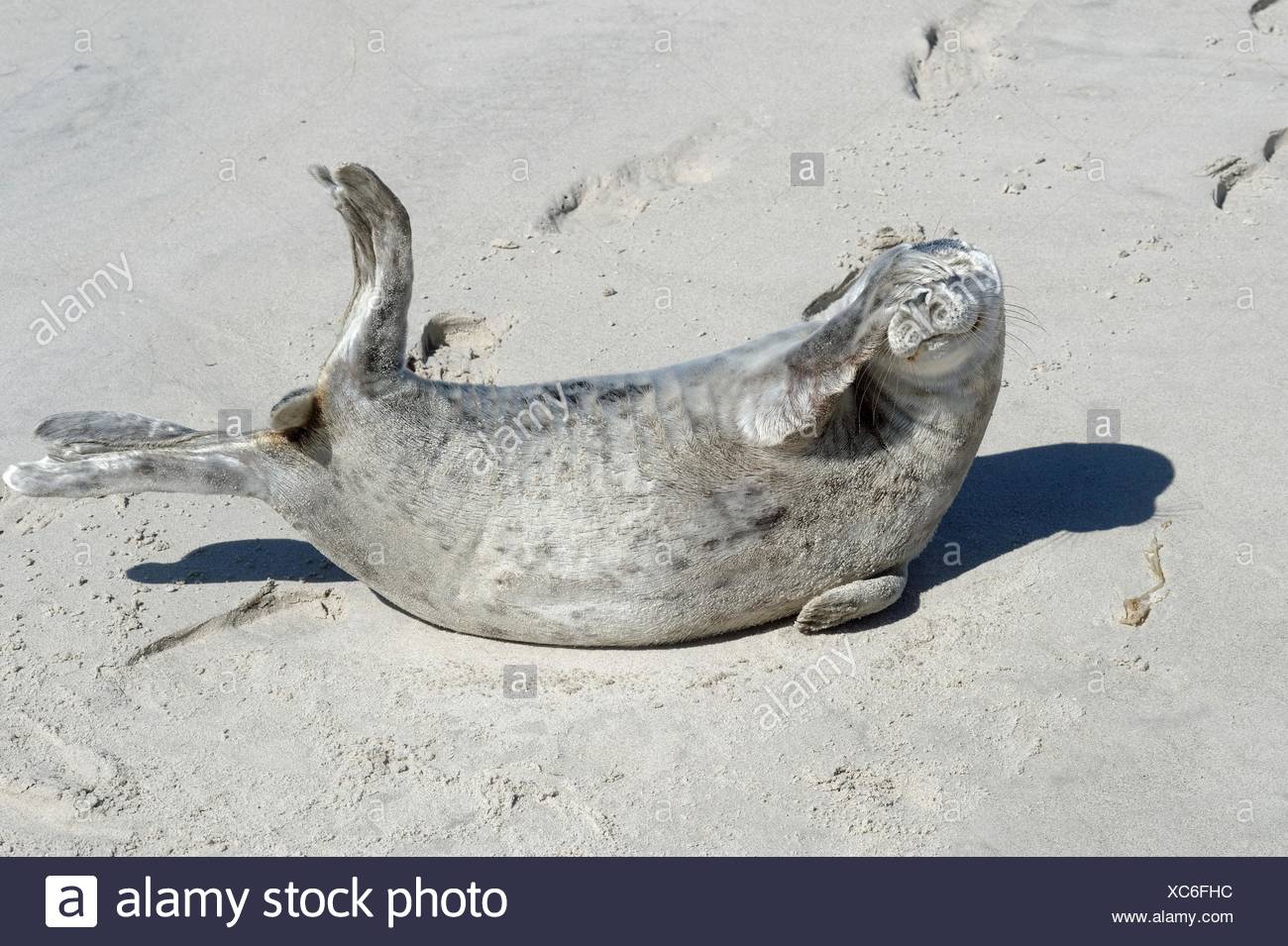 Seal Lying Down Stock Photos & Seal Lying Down Stock Images - Alamy