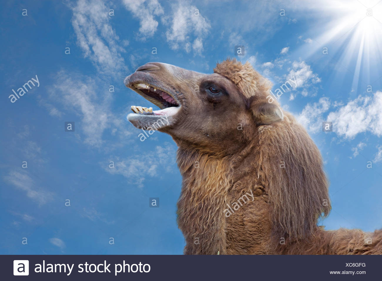Camel Yawning High Resolution Stock Photography and Images - Alamy