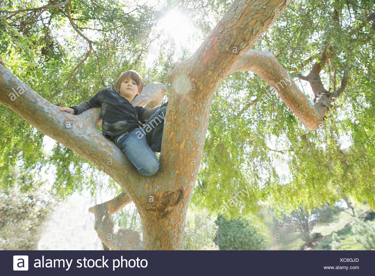 Boy Looking Up Tree High Resolution Stock Photography and Images - Alamy