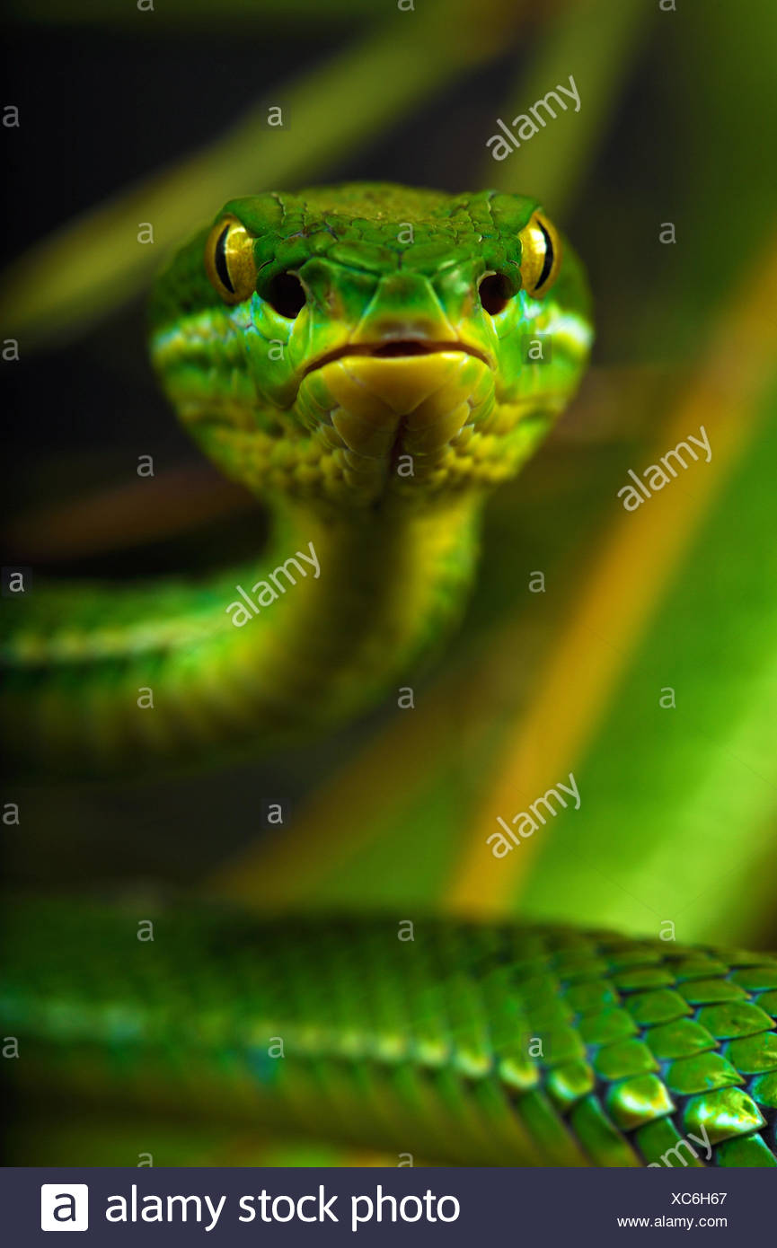White Lipped Tree Viper High Resolution Stock Photography and Images ...