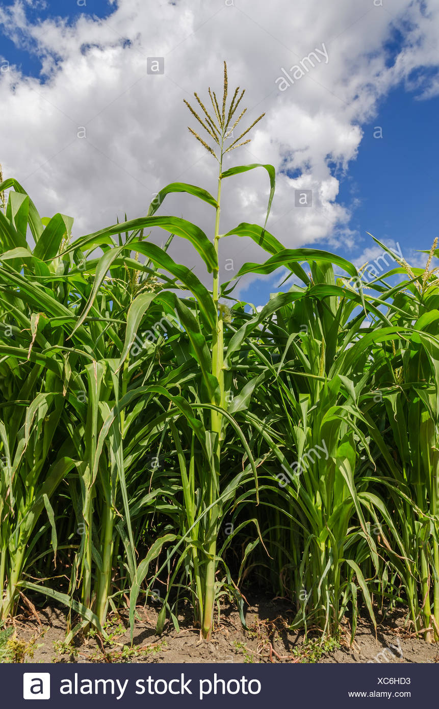 Maize Stem High Resolution Stock Photography and Images - Alamy