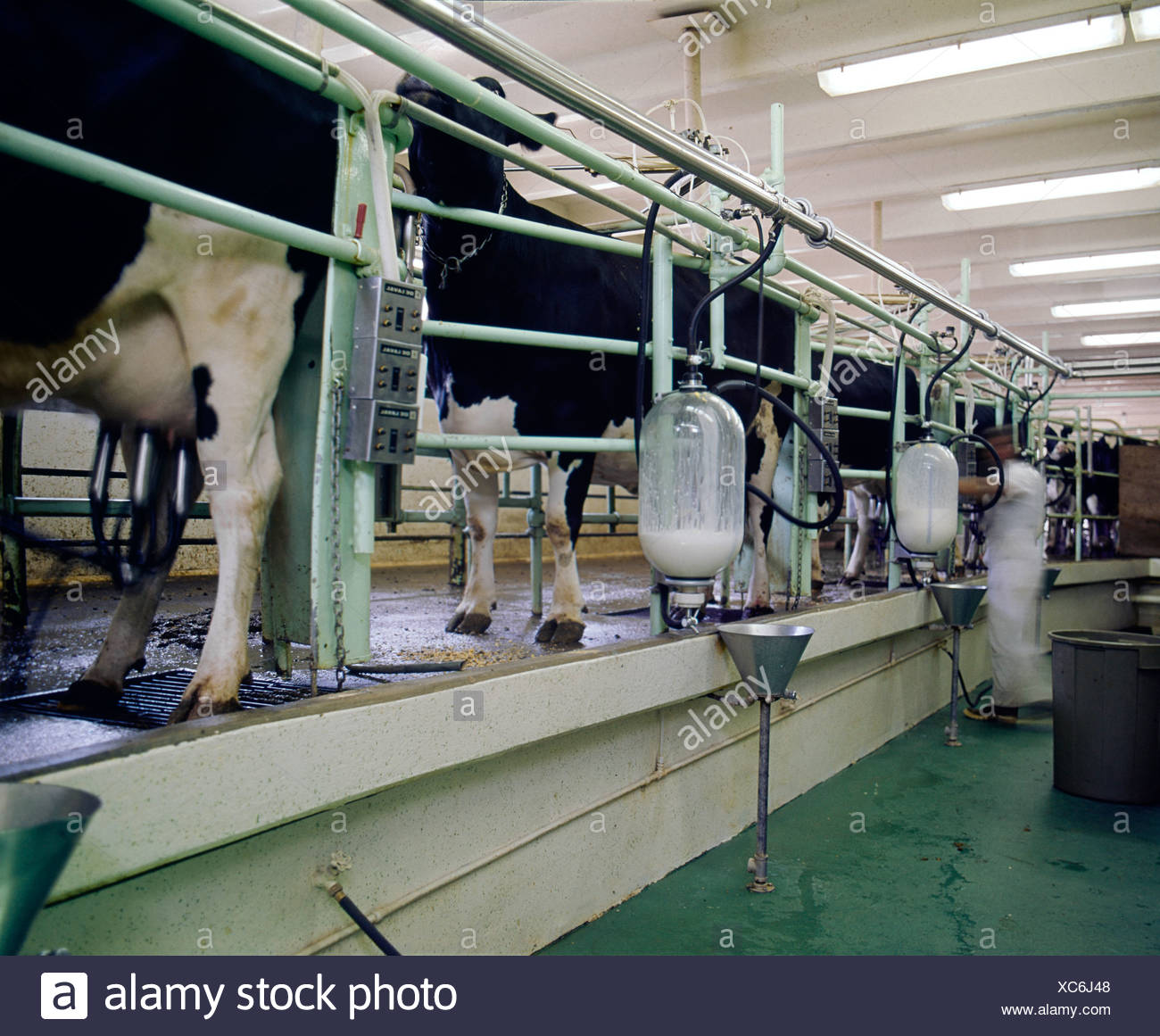Farmer Milking Cows In Milking Parlor High Resolution Stock Photography ...