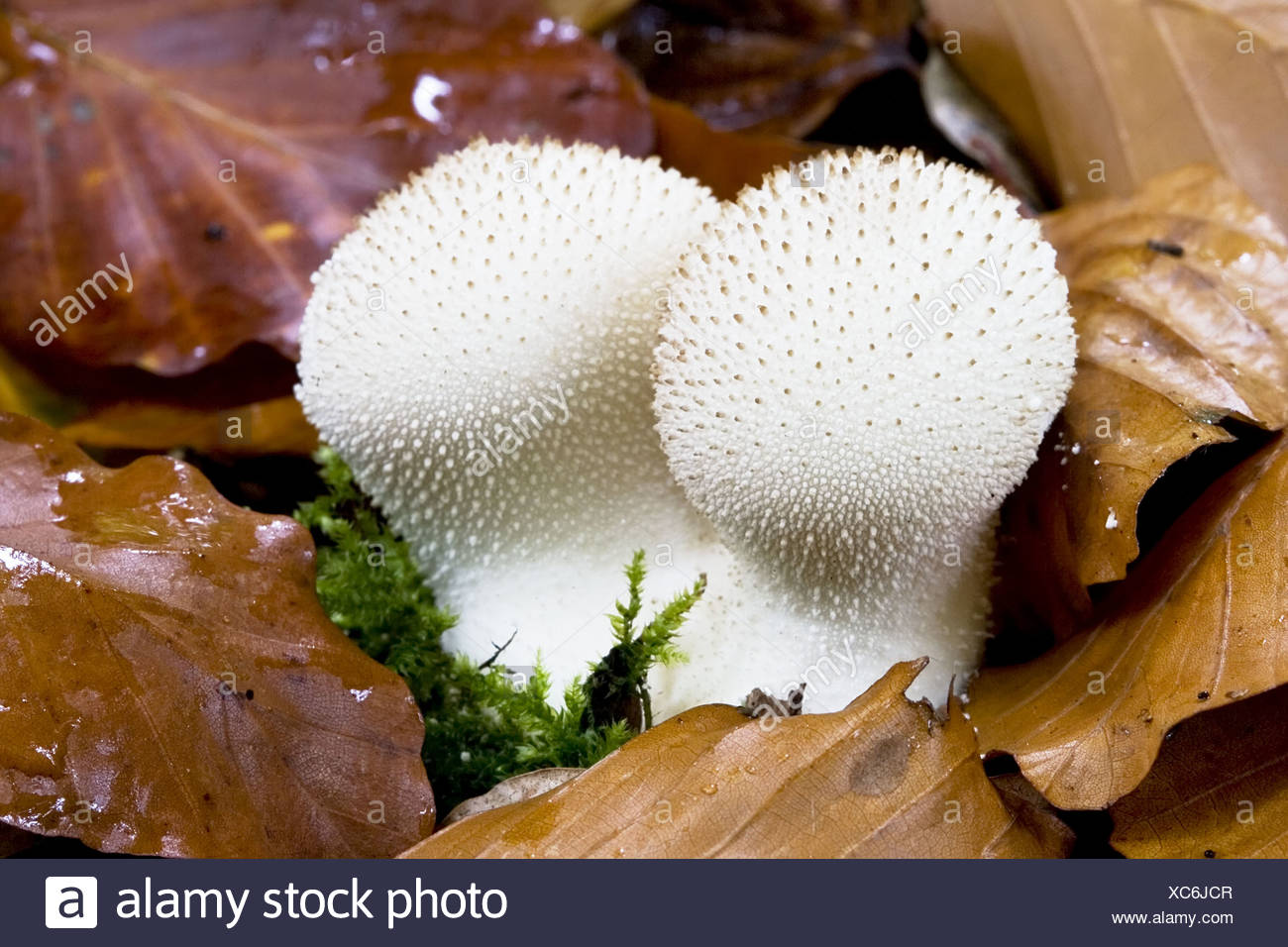 Devil Mushroom Stock Photos & Devil Mushroom Stock Images - Alamy