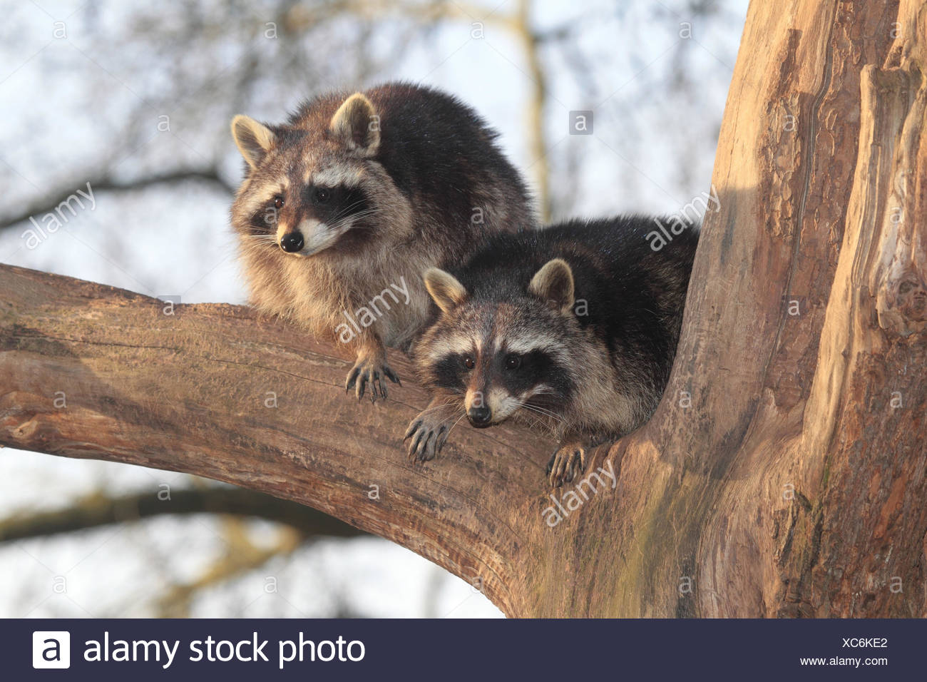 Racoons Stock Photos & Racoons Stock Images - Alamy